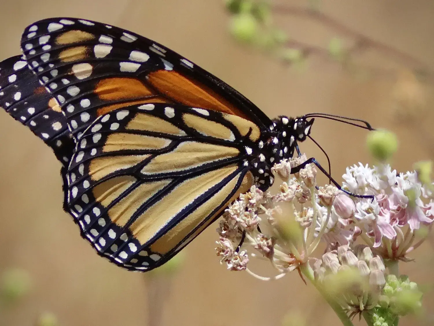Monarch Butterflies: Adaptation in Action | Open Space Authority